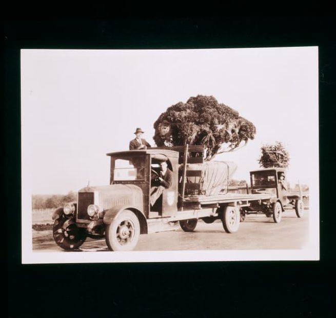 Trucks delivering trees to Riegel Point, Fairfield, Conn., undated ...