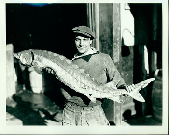 Half-length portrait of man, standing, facing front, holding a sturgeon ...