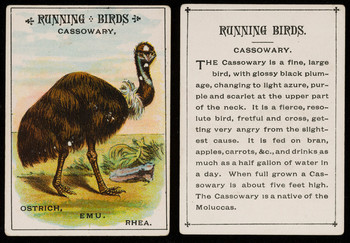 Running birds, cassowary, location unknown, undated | Historic New England