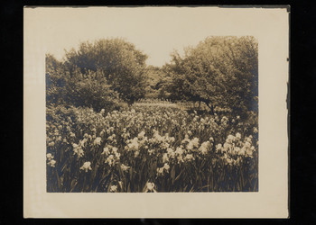 Irises on the Robert Lawton farm, Plainfield Pike, Cranston, Rhode ...