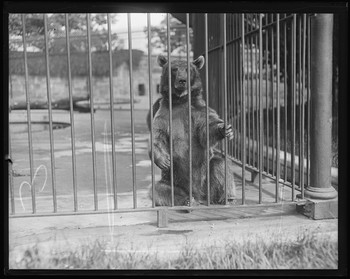 Bears | Historic New England