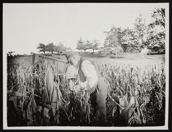 Samuel Payne in cornfield, York, Maine | Historic New England