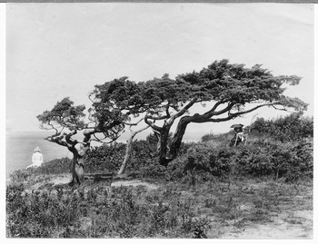 Cedars of West Chop, Martha's Vineyard, Mass., 1891 | Historic New England