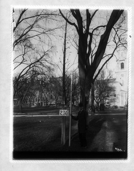 Tree #236 on Tremont St. mall of Common near Park St. | Historic New ...