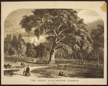 Great Elm, Boston Common | Historic New England
